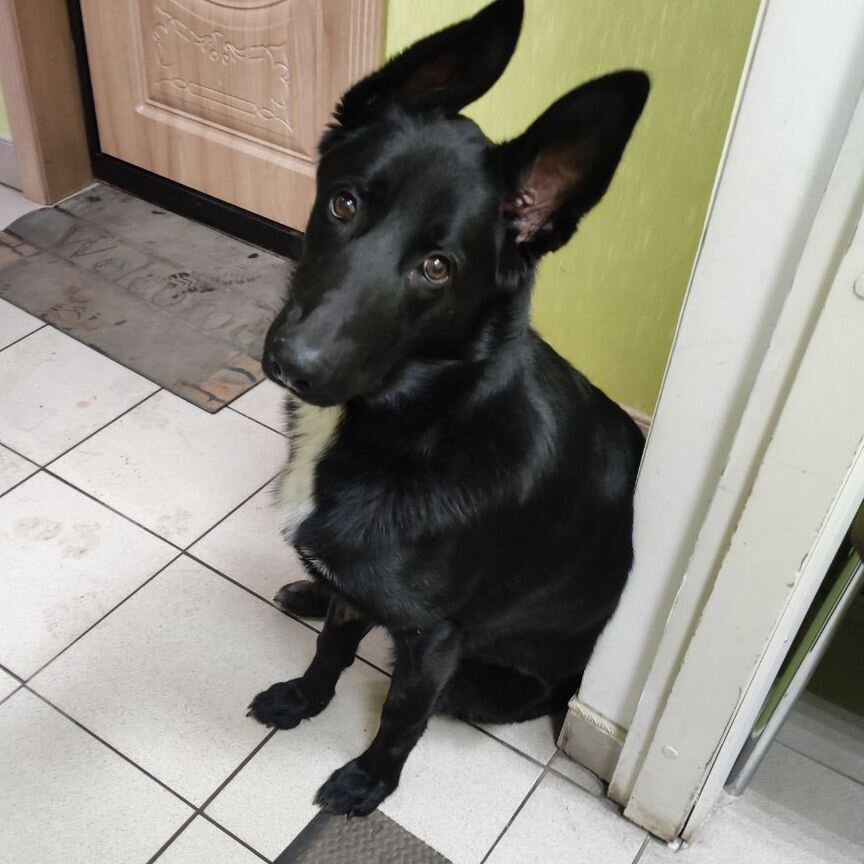 Черный красавчик