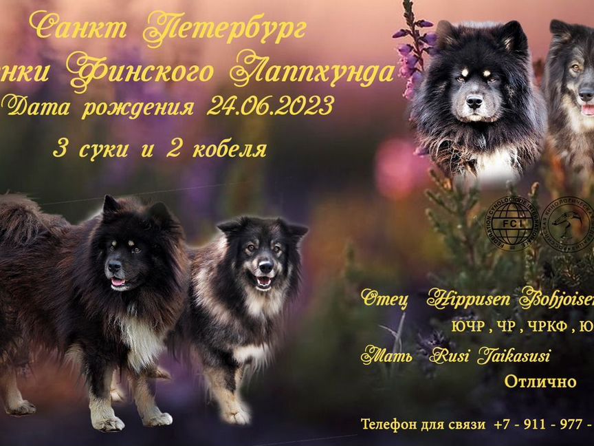 Финский Лаппхунд