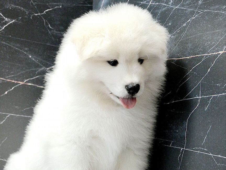 Самоедская лайка