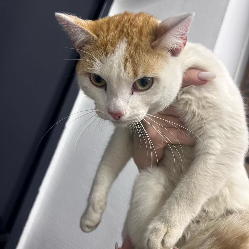 Кошка