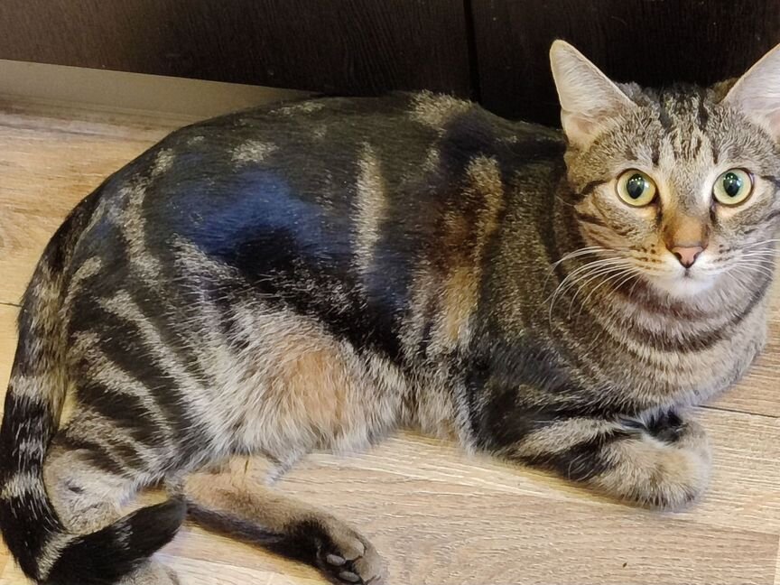 Кошка в дар бесплатно