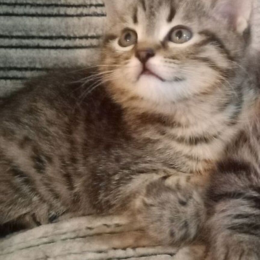 Полубританец