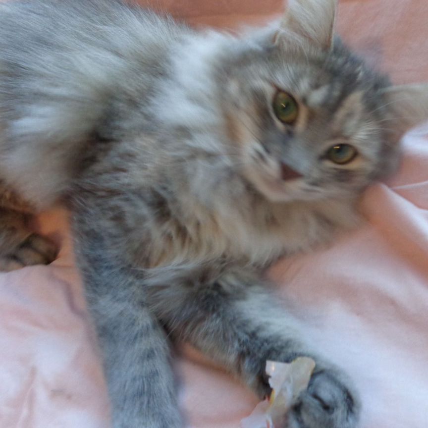 Прелестная кошечка подросток