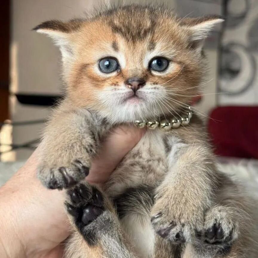 Шиншилла чёрное золото мальчик