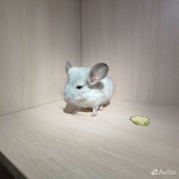 Шиншилла, 2 мальчика и 1 девочка