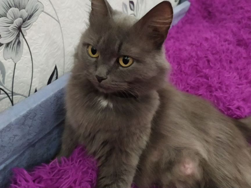 Русская голубая