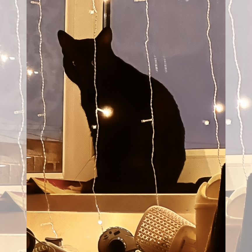 Взрослый кот в добрые руки