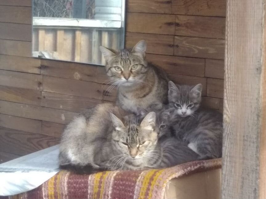 Бездомные кошки