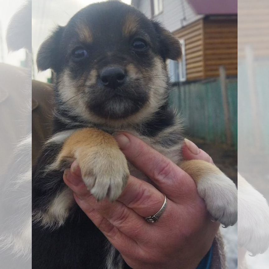 Щенок в добрые руки