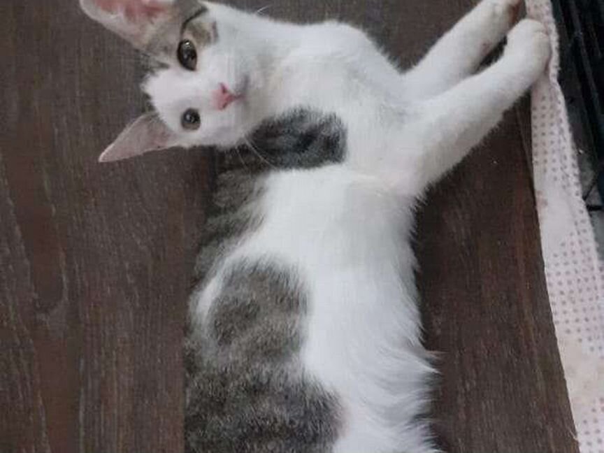 Котенок в добрые руки