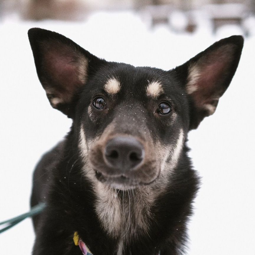 Собака в добрые руки