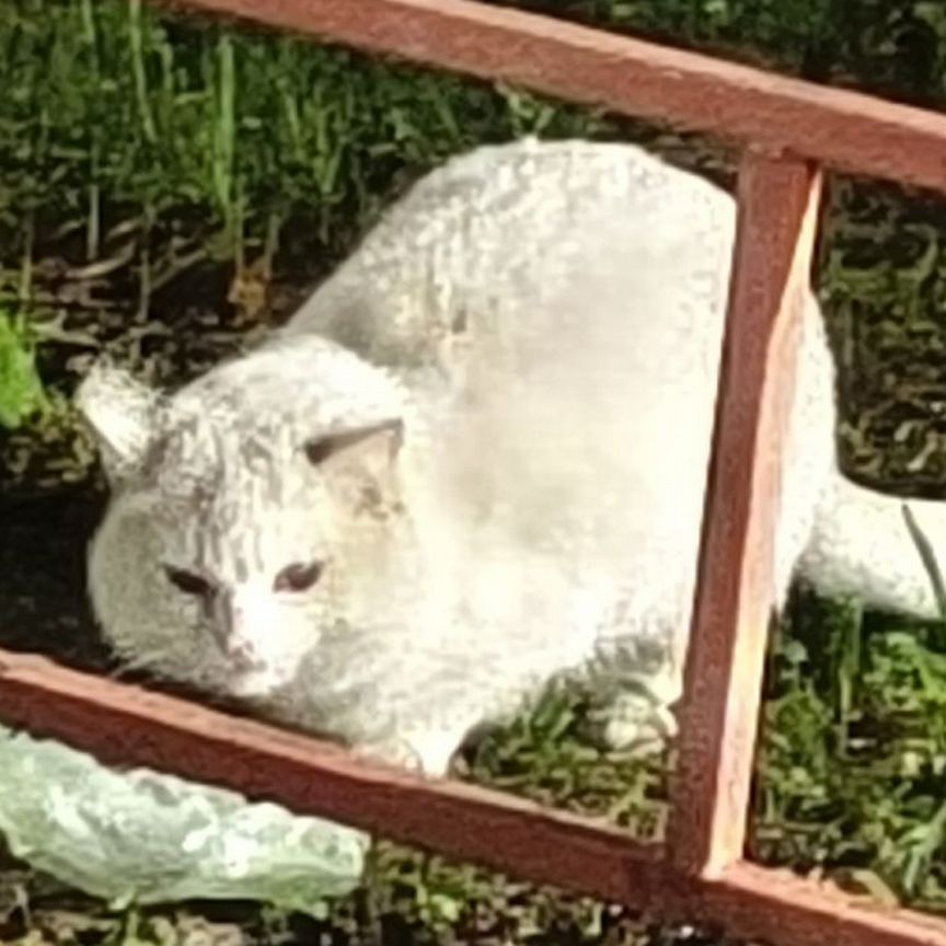 Взрослый кот в добрые руки