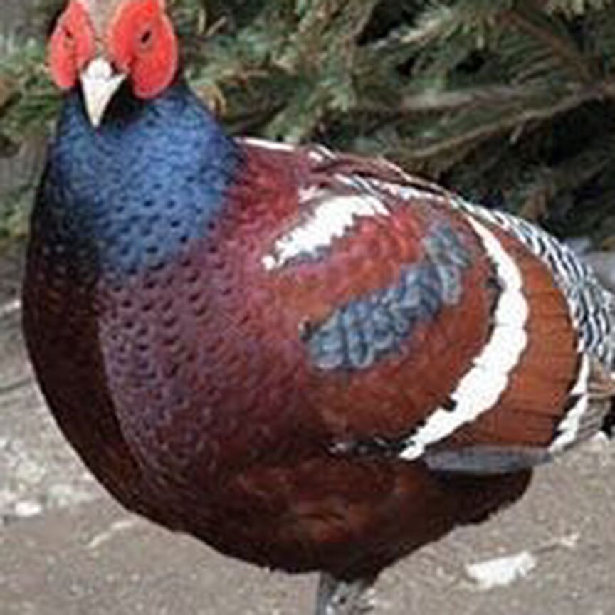 Фазан Хьюма