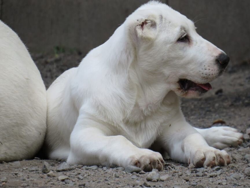 Среднеазиатская овчарка