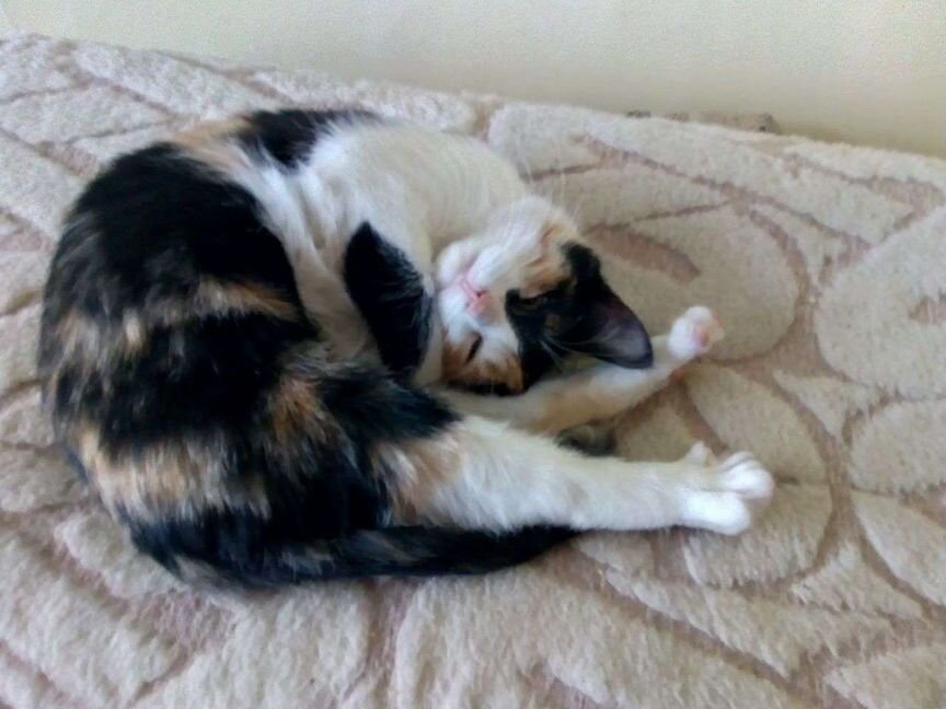 Трёхцветный котёнок-девочка