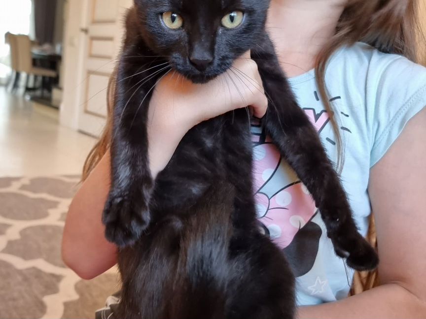 Американский чёрный котик