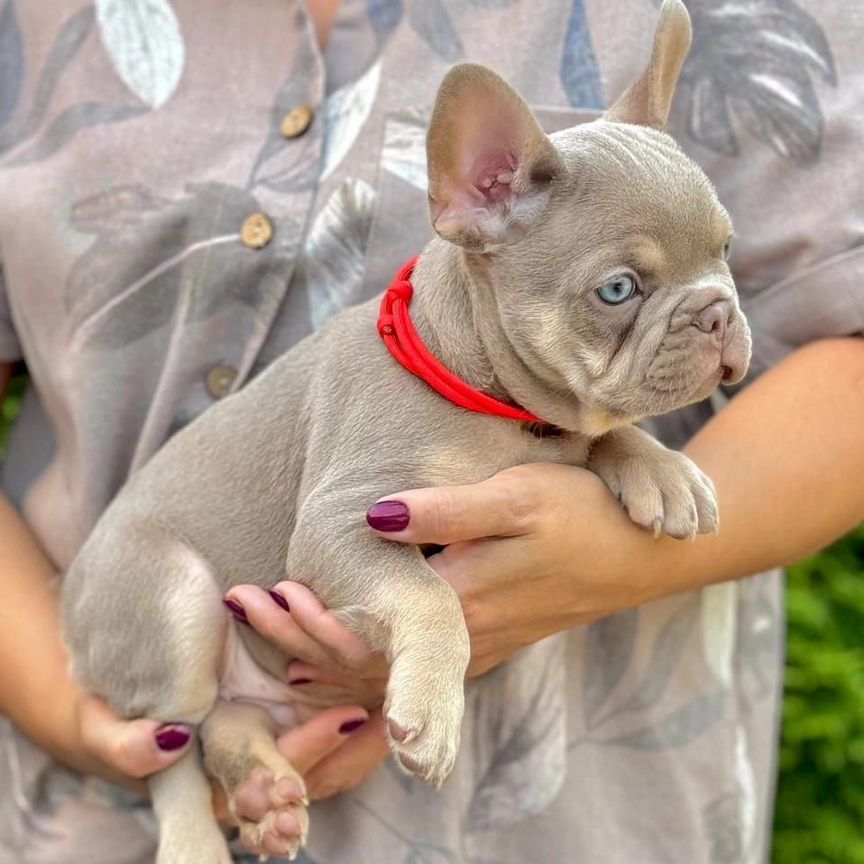 Щенок Изабелла тан мальчик