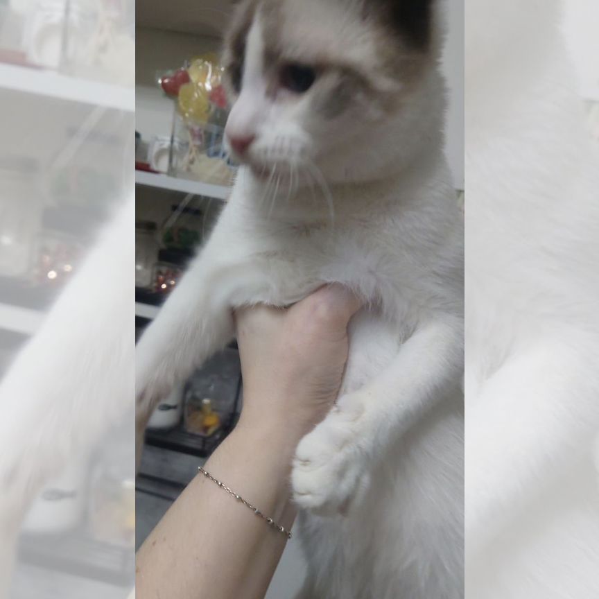 Тайский котёнок