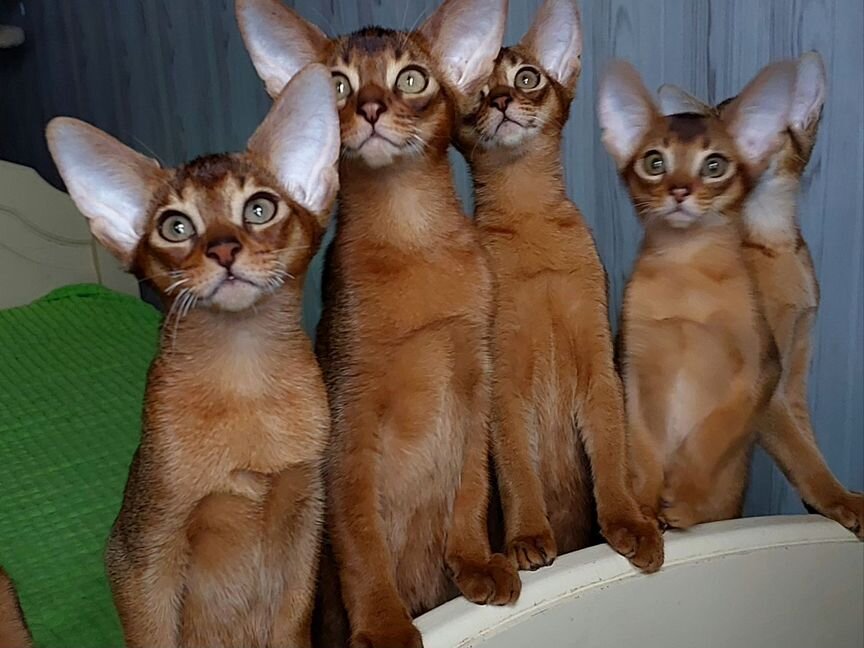 Абиссинские котята