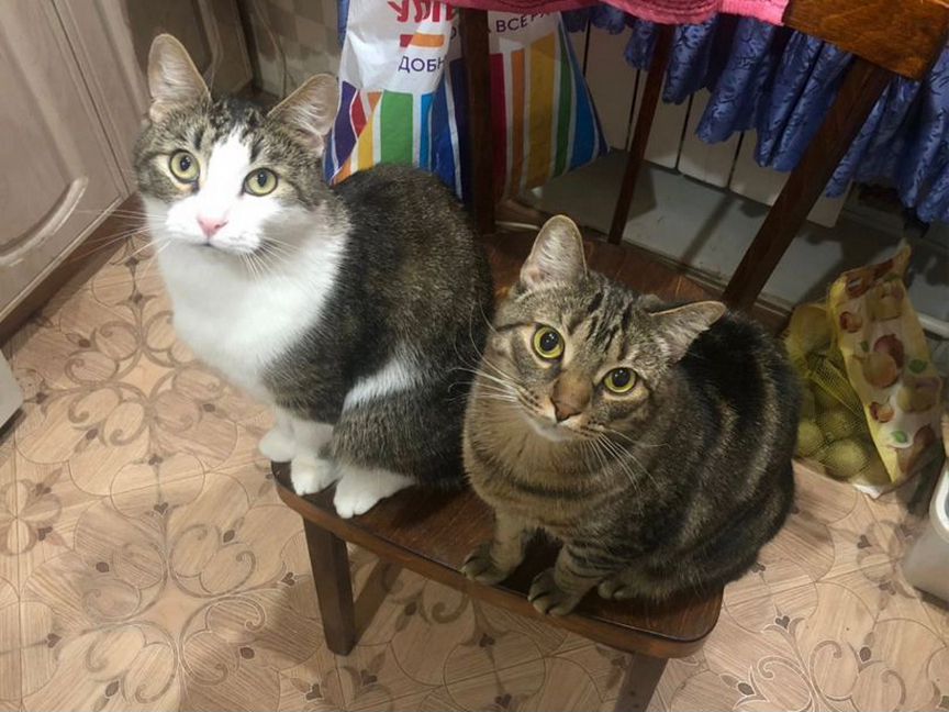 Коты в добрые и ответственные руки