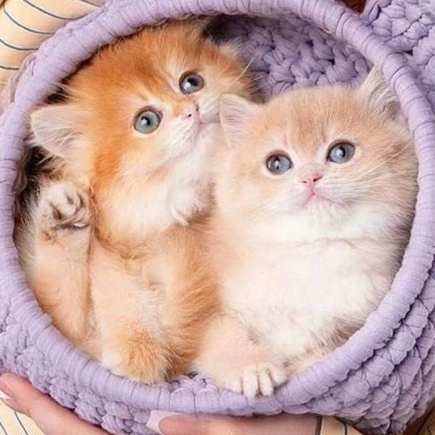 Британский длинношёрстный котёнок