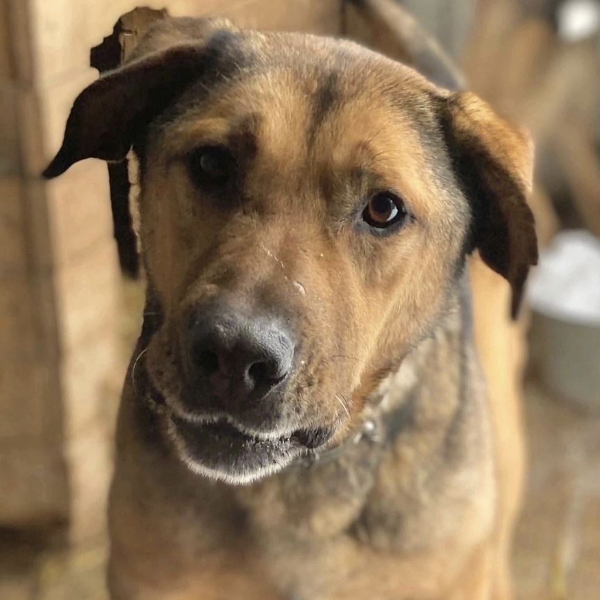 Взрослый пёс в добрые руки