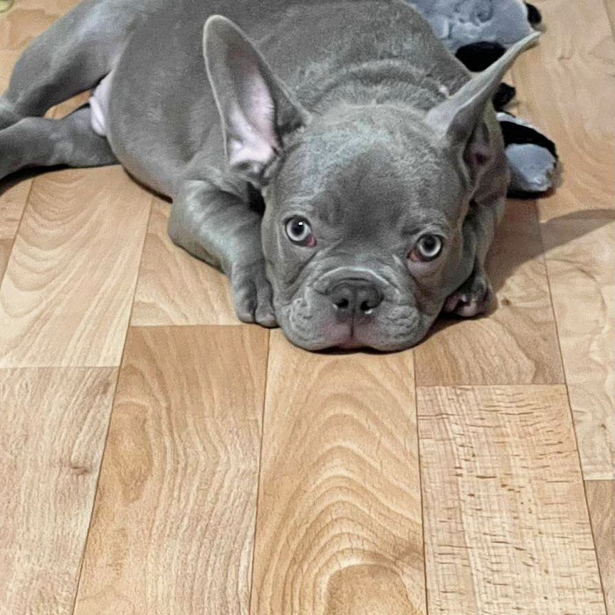 Щенки французский бульдог