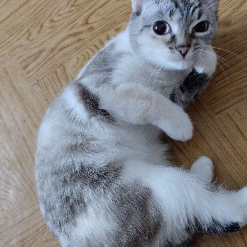 Кошка без породистая ласковая