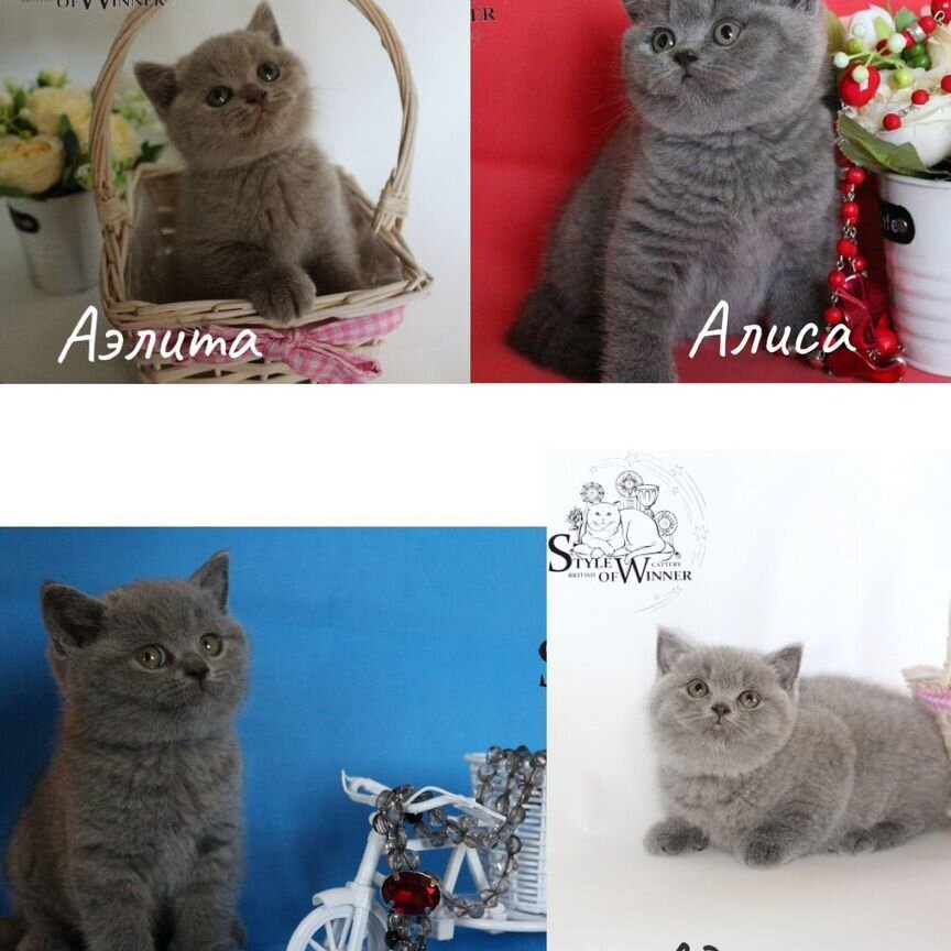 Бриташки-очаровашки