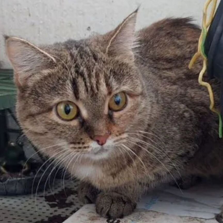 Кошечка Санта