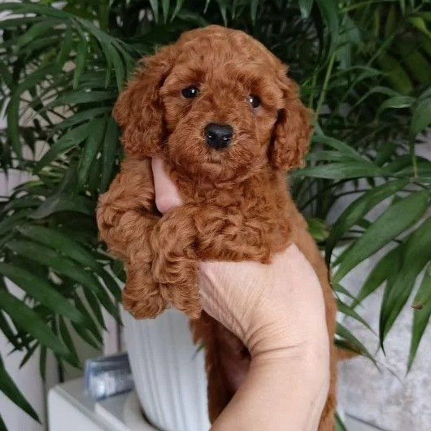 Той-пудель, щенок