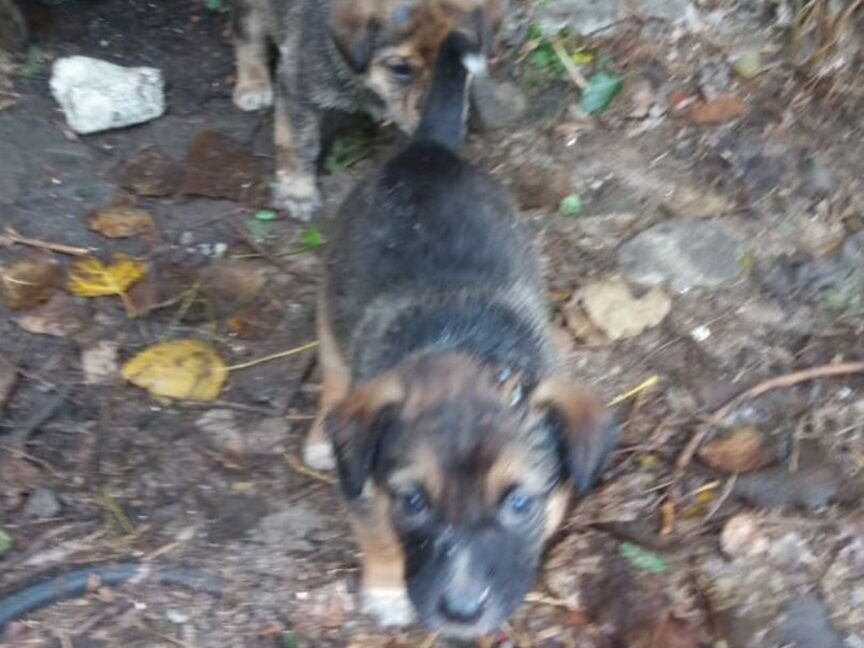 Щенки бесплатно, 4 мальчика и 2 девочки