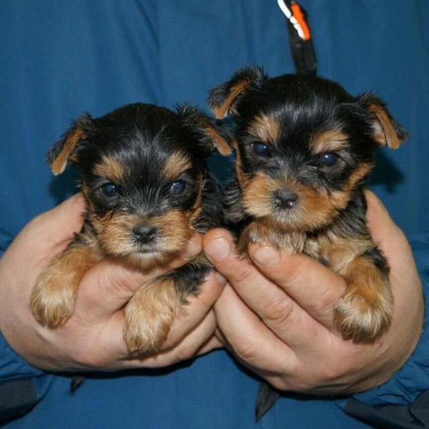 Йоркширский терьер, щенок