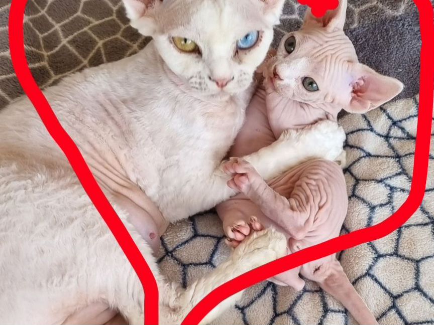 Котик 2 месяца