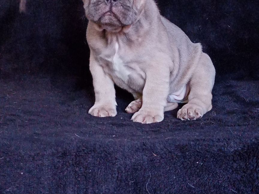 Голубо палевый мальчик красавчик