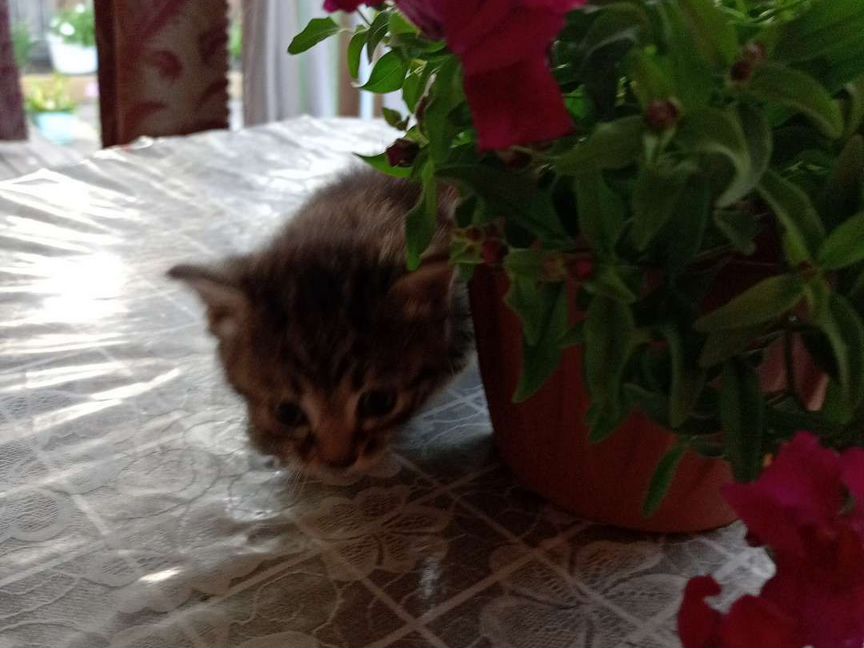 Кошка