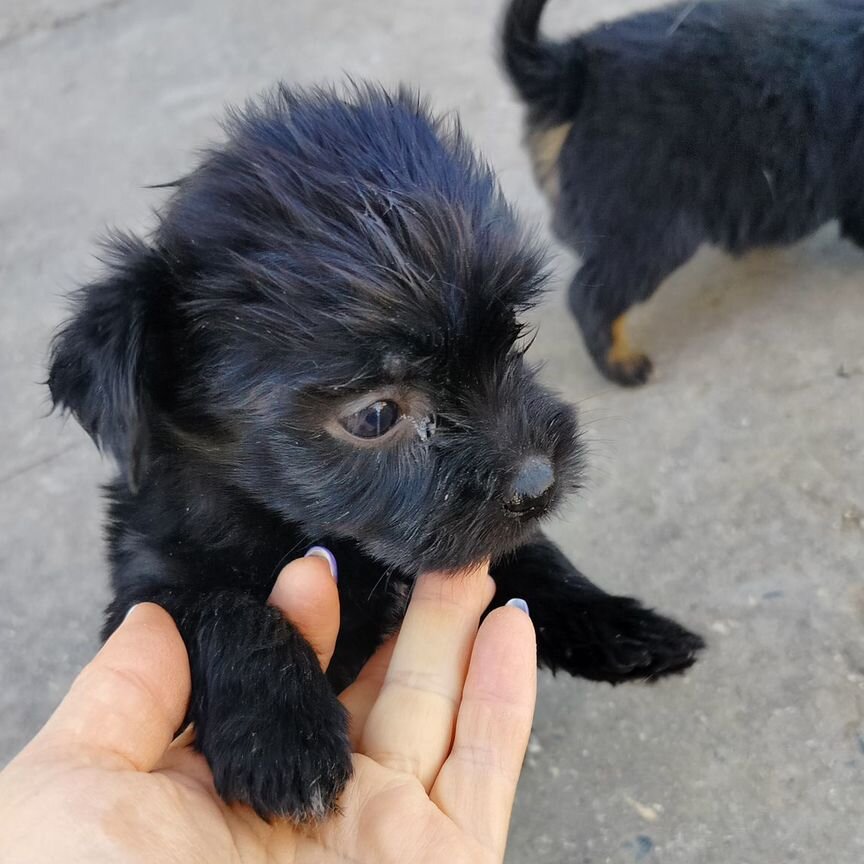 Щенки