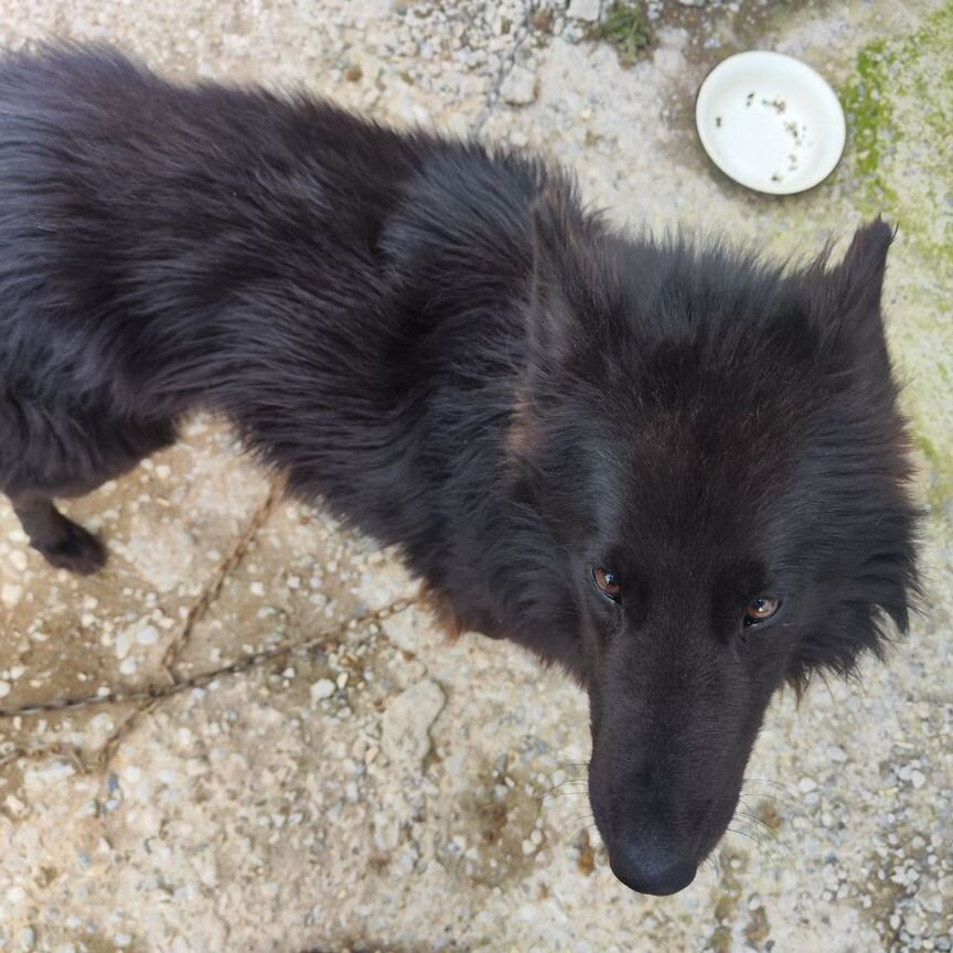 Отдам в добрые руки собаку порода грюнендаль