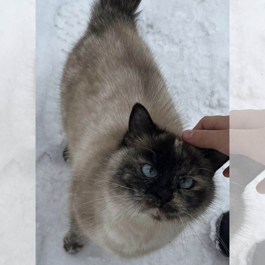 Тайская кошка торти пойнт подкидыш ищет хозяев