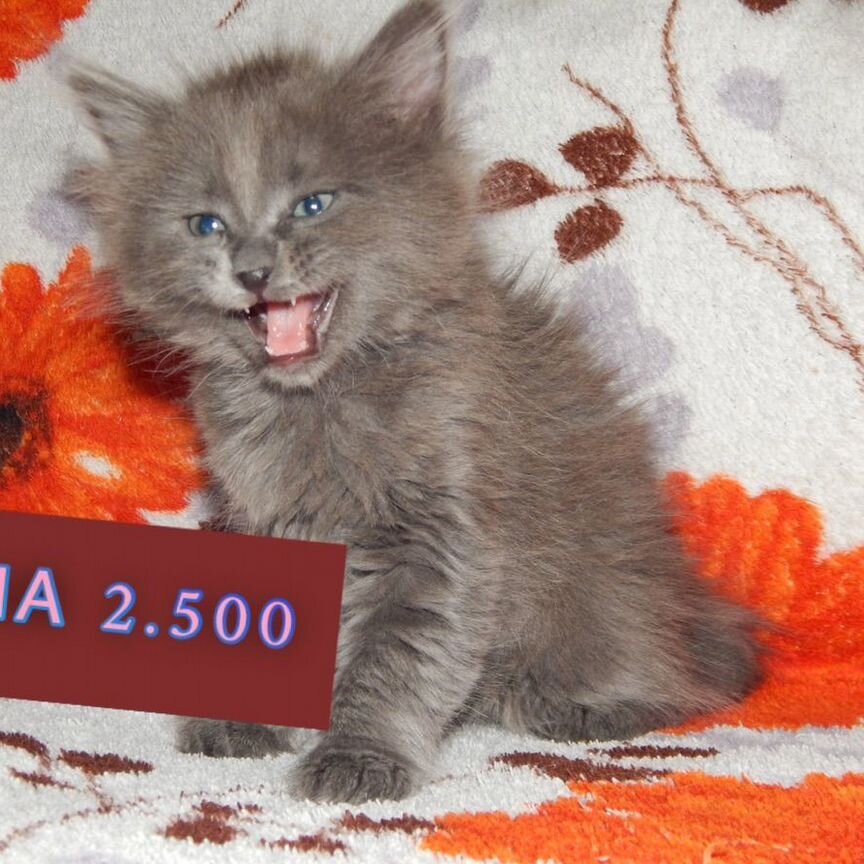 Сибирский котенок,мальчик
