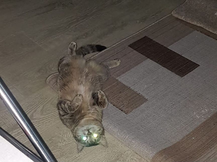 Кошечка
