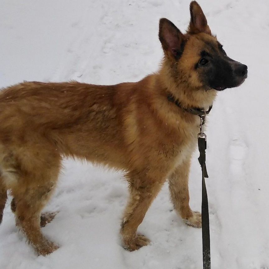 Отдам щенка мальчика