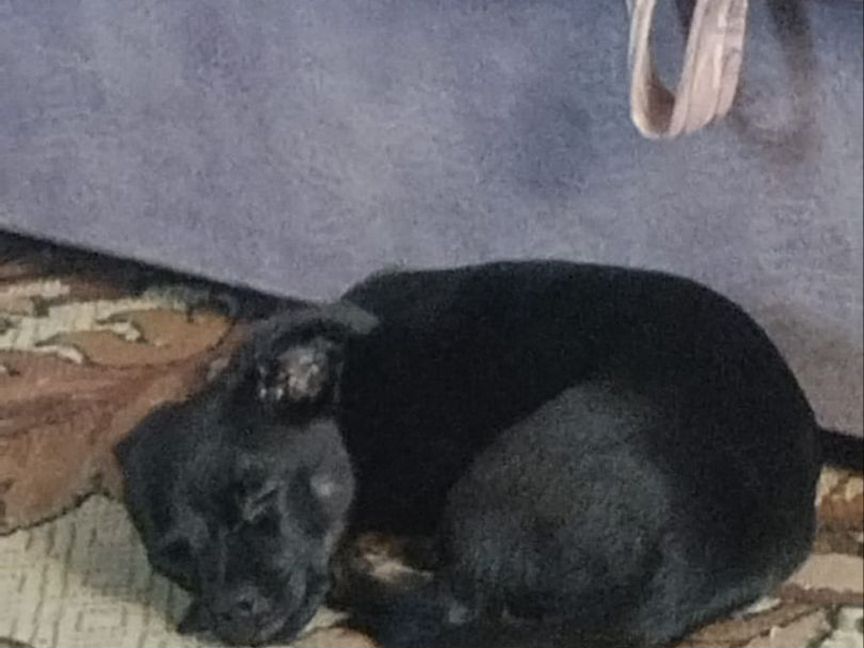 Щенок помесь той терьера и чихуахуа