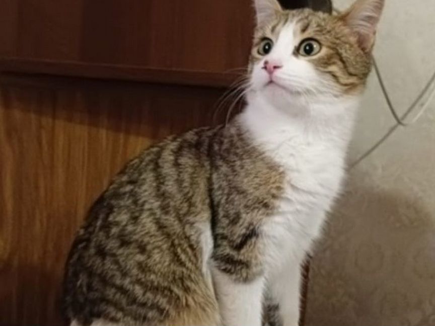 Котенок привитый мальчик очень хочет домой