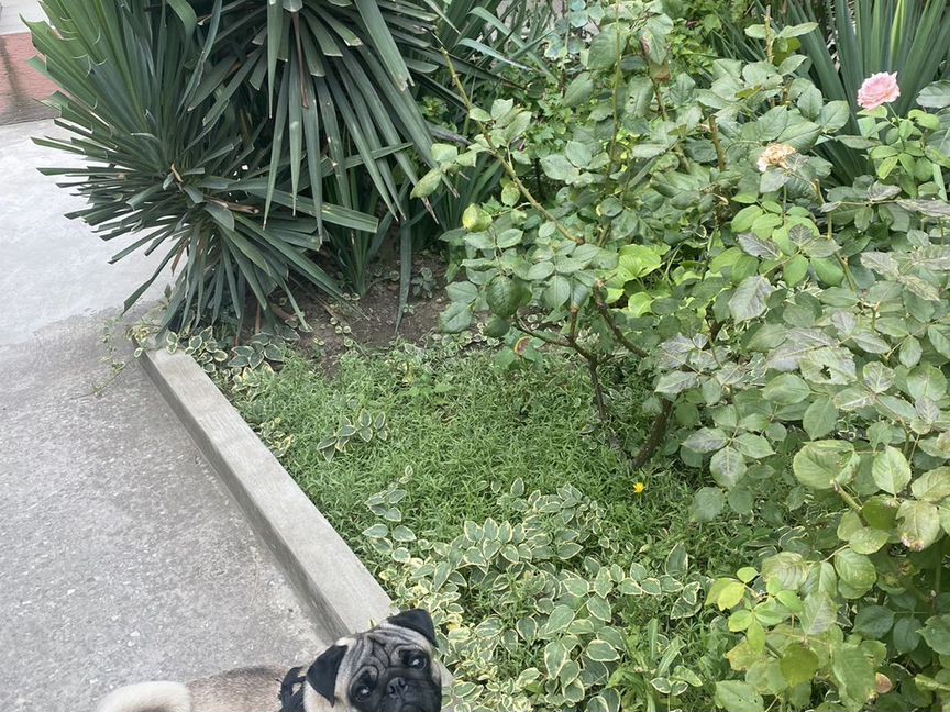 Мопс вязка мальчик