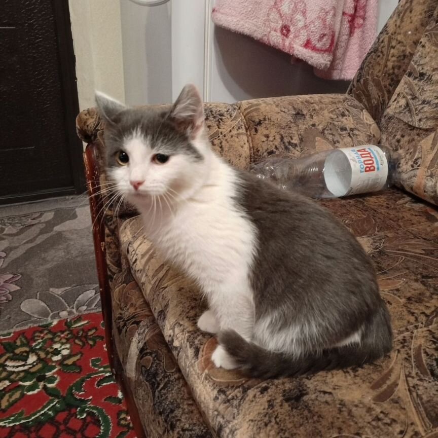 Котёнок мальчик