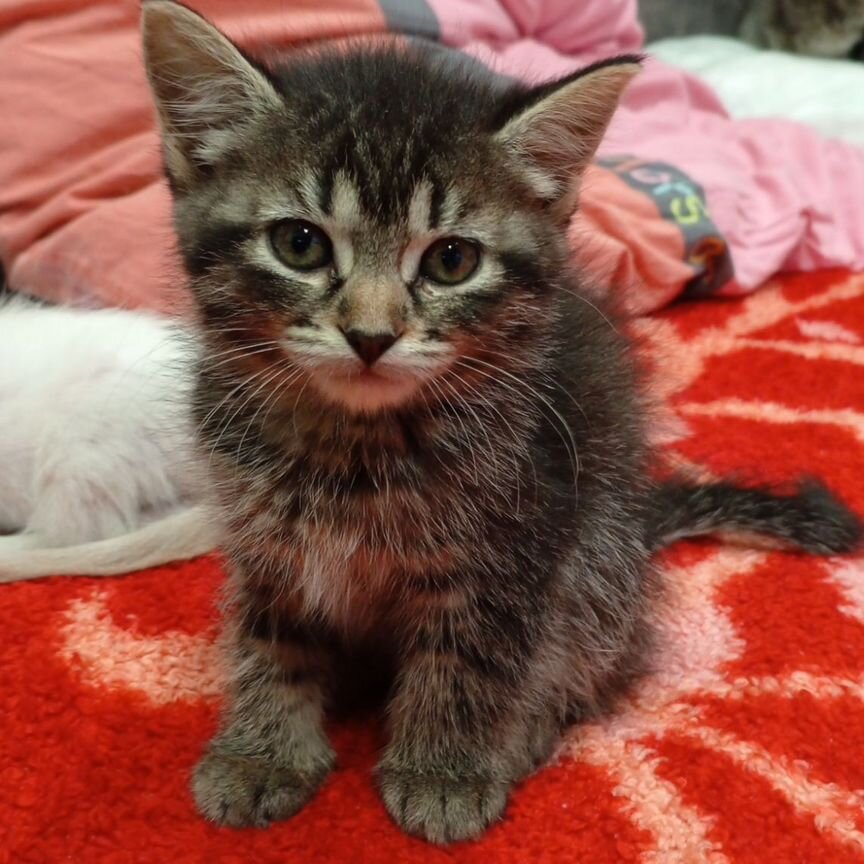 Котёнок в добрые руки