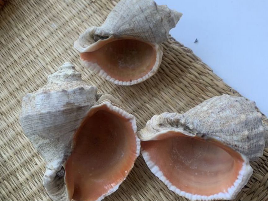 Ракушка морская насоящая не лаковая