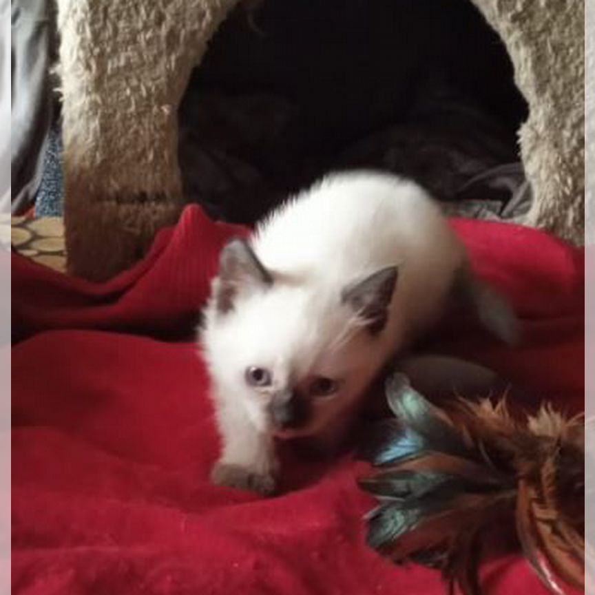 Сиамский котёнок