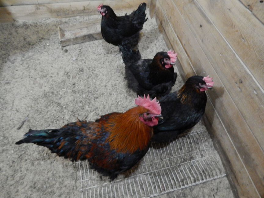 Куры + петух Маран (черно-медный)